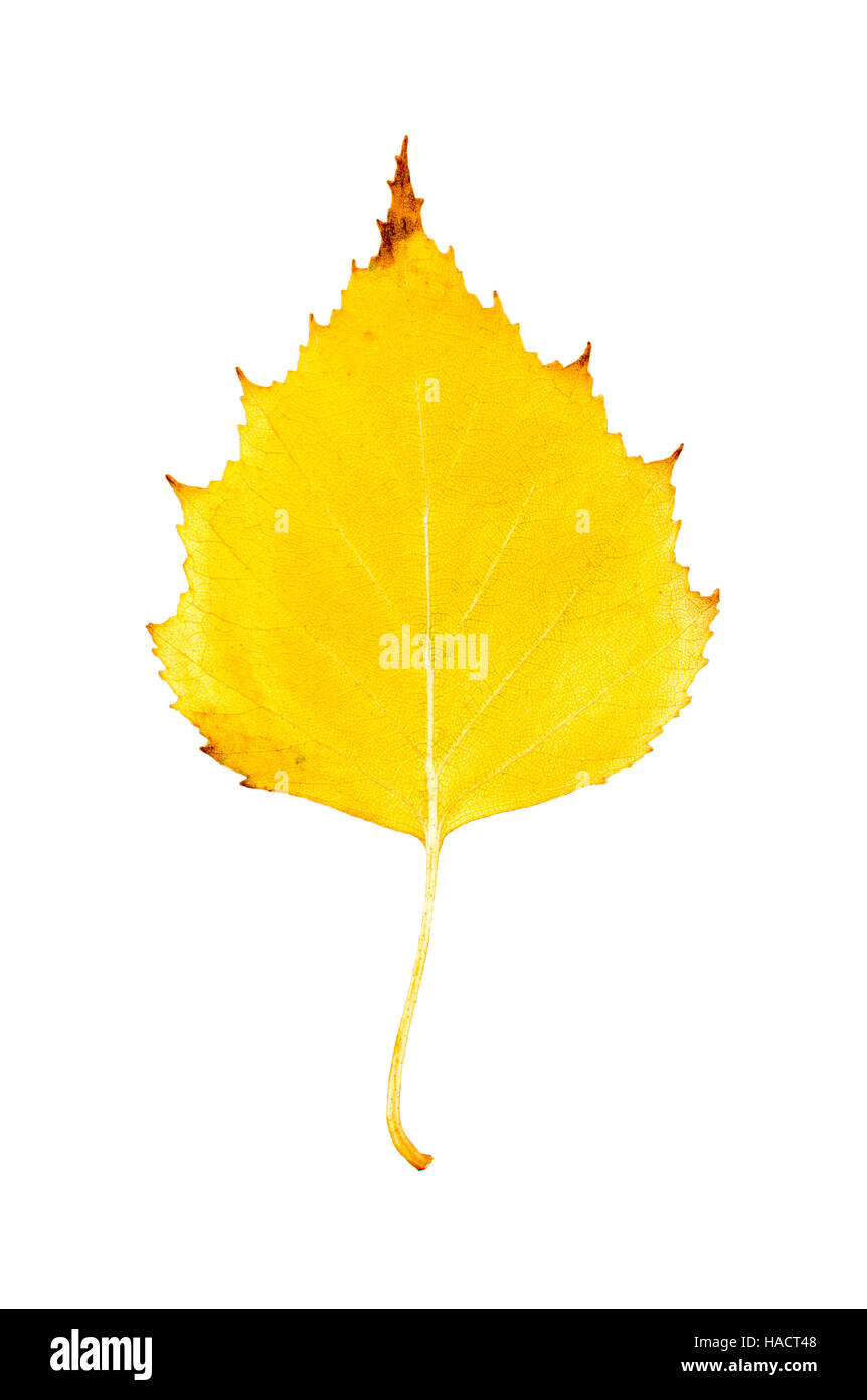 Close-up Photograph of a withering autumnal birch tree leaf isolated on ...