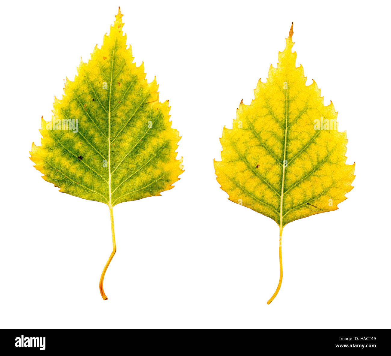 Close-up Photograph of front and backside of a withering autumnal birch ...