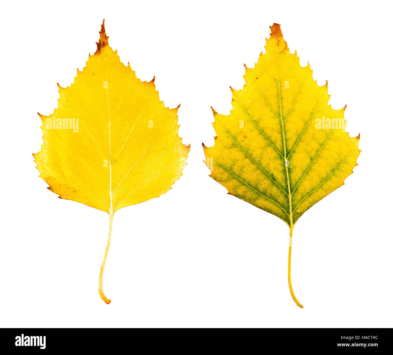 Close-up Photograph of front and backside of a withering autumnal birch ...