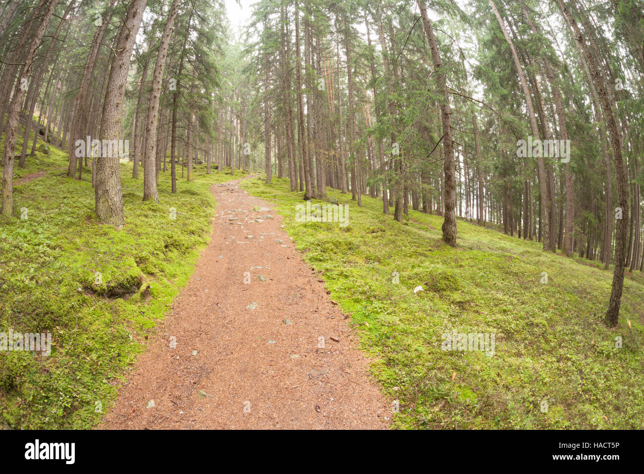 wide view on a path long the forest Stock Photo - Alamy