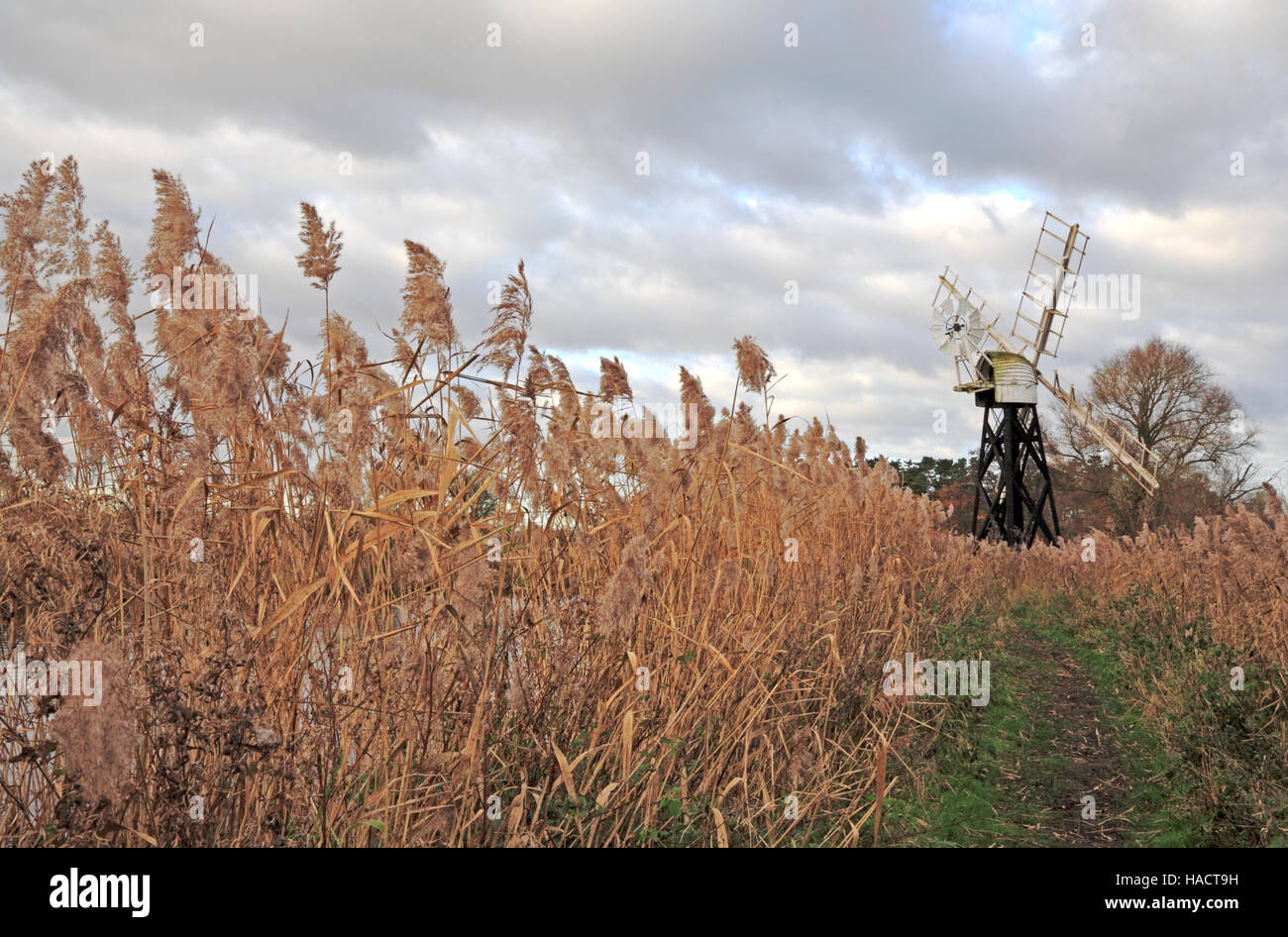 A footpath through reeds leading to Boardman's Drainage Windmill near ...