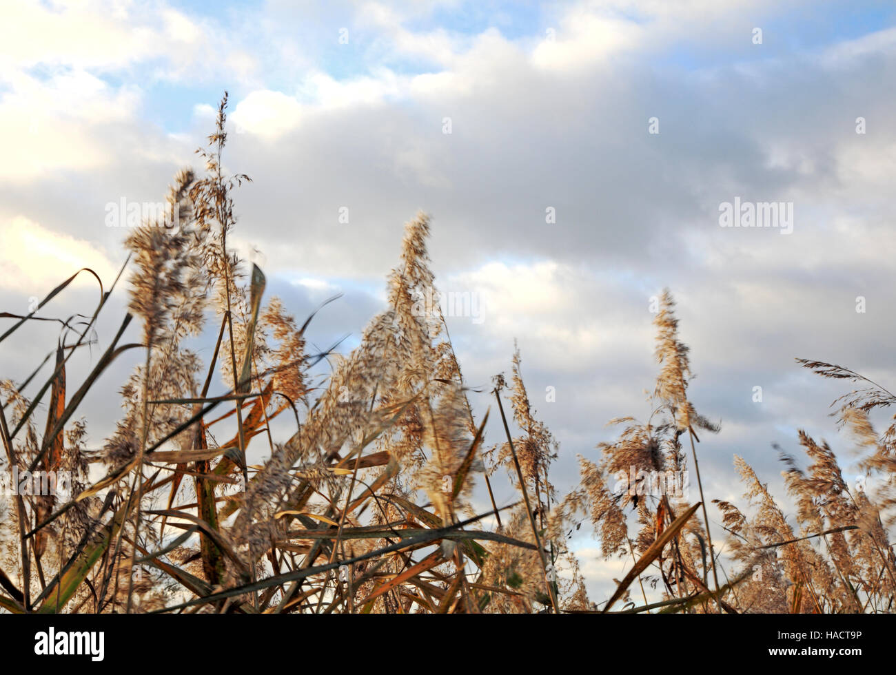 A view of the seed heads of Common Reed, Phragmites communis, by the ...