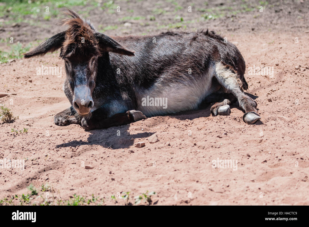 Little donkey outdoors in hot summer day Stock Photo - Alamy
