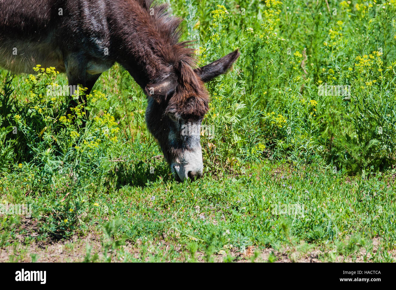 Little donkey outdoors in hot summer day Stock Photo - Alamy
