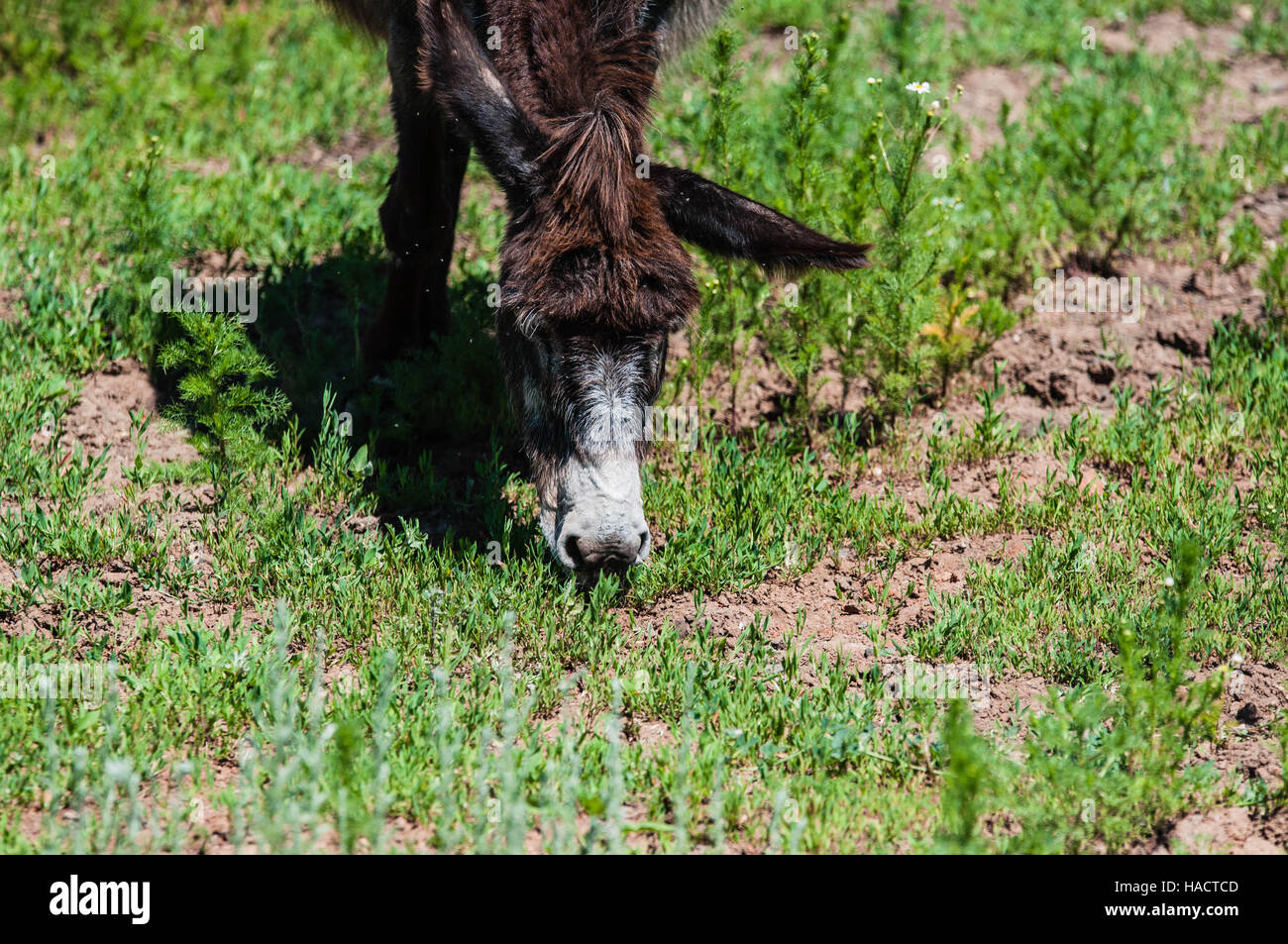 Little donkey outdoors in hot summer day Stock Photo - Alamy