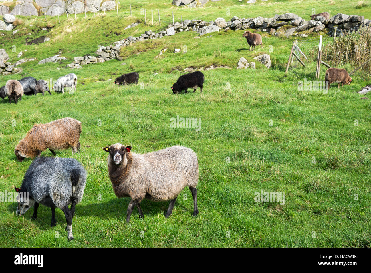 Norway sheep hi-res stock photography and images - Alamy