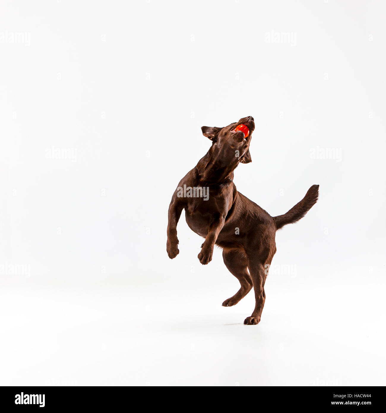 The brown labrador retriever on white Stock Photo - Alamy