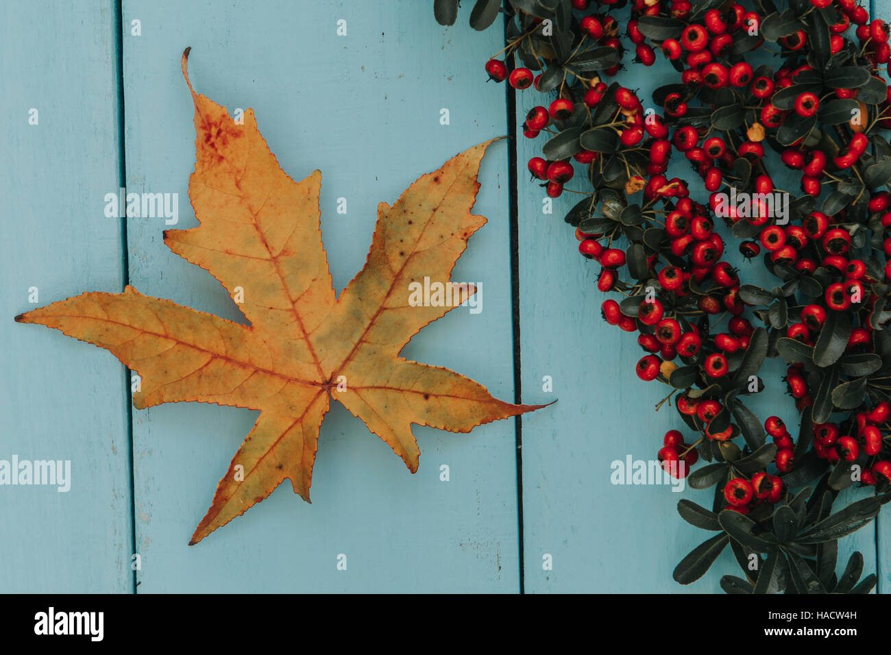 Autumn colors. Fall leaves and a branch with red berries Stock Photo ...