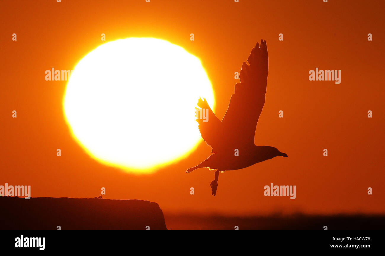 A seagull in the heat of the sun this morning at Whitley Bay after one ...