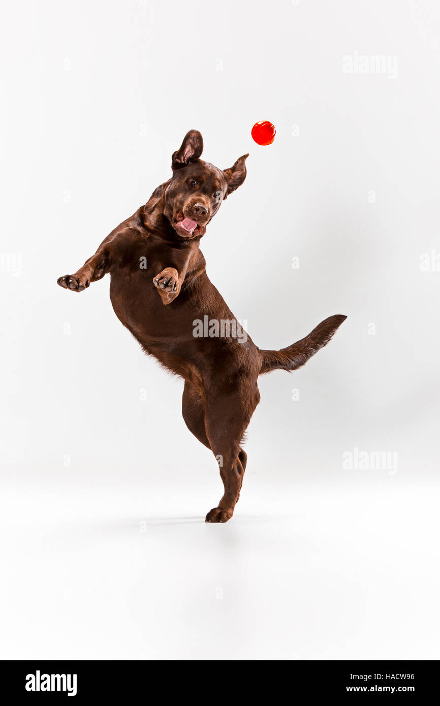 The brown labrador retriever on white Stock Photo - Alamy