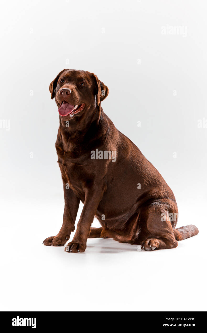 The brown labrador retriever on white Stock Photo - Alamy