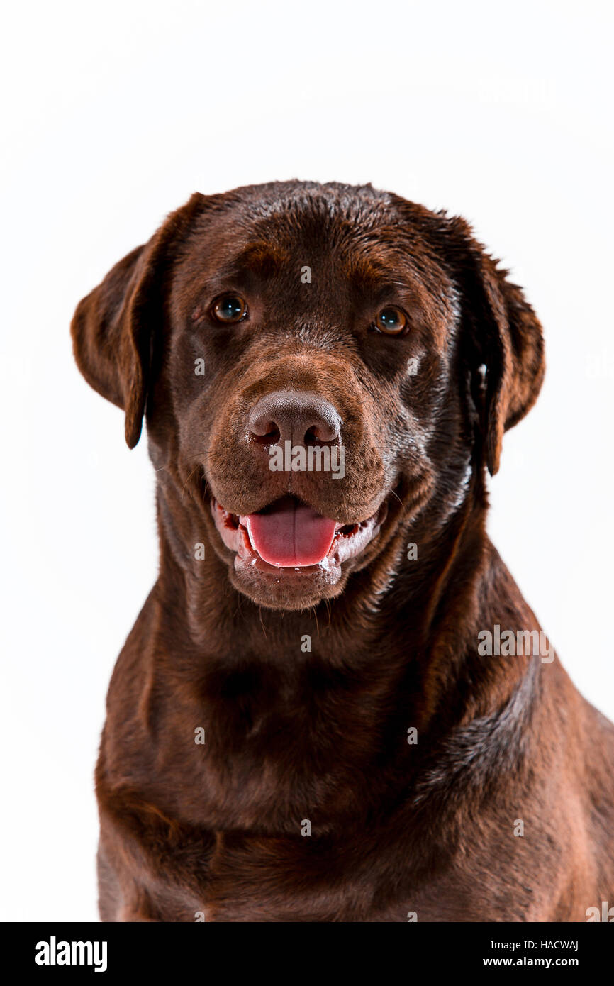The brown labrador retriever on white Stock Photo - Alamy