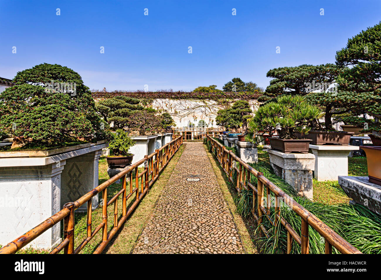 Bamboo plants at the chinese garden hi-res stock photography and images ...