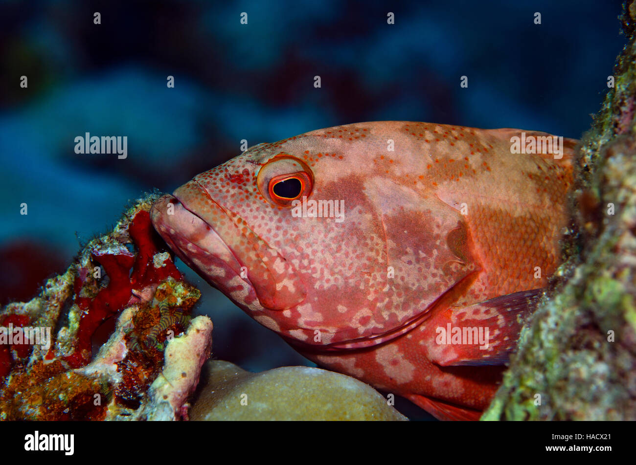 Coral atol hi-res stock photography and images - Alamy