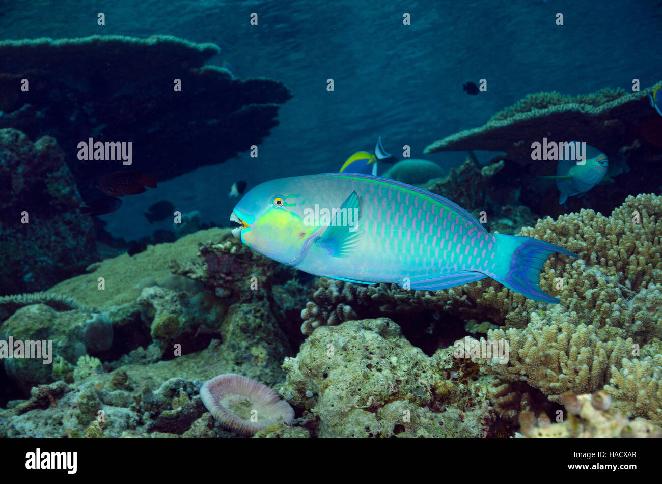 rusty parrotfish, Scarus ferrugineus, on coral reef, Bathala, Ari Atol ...