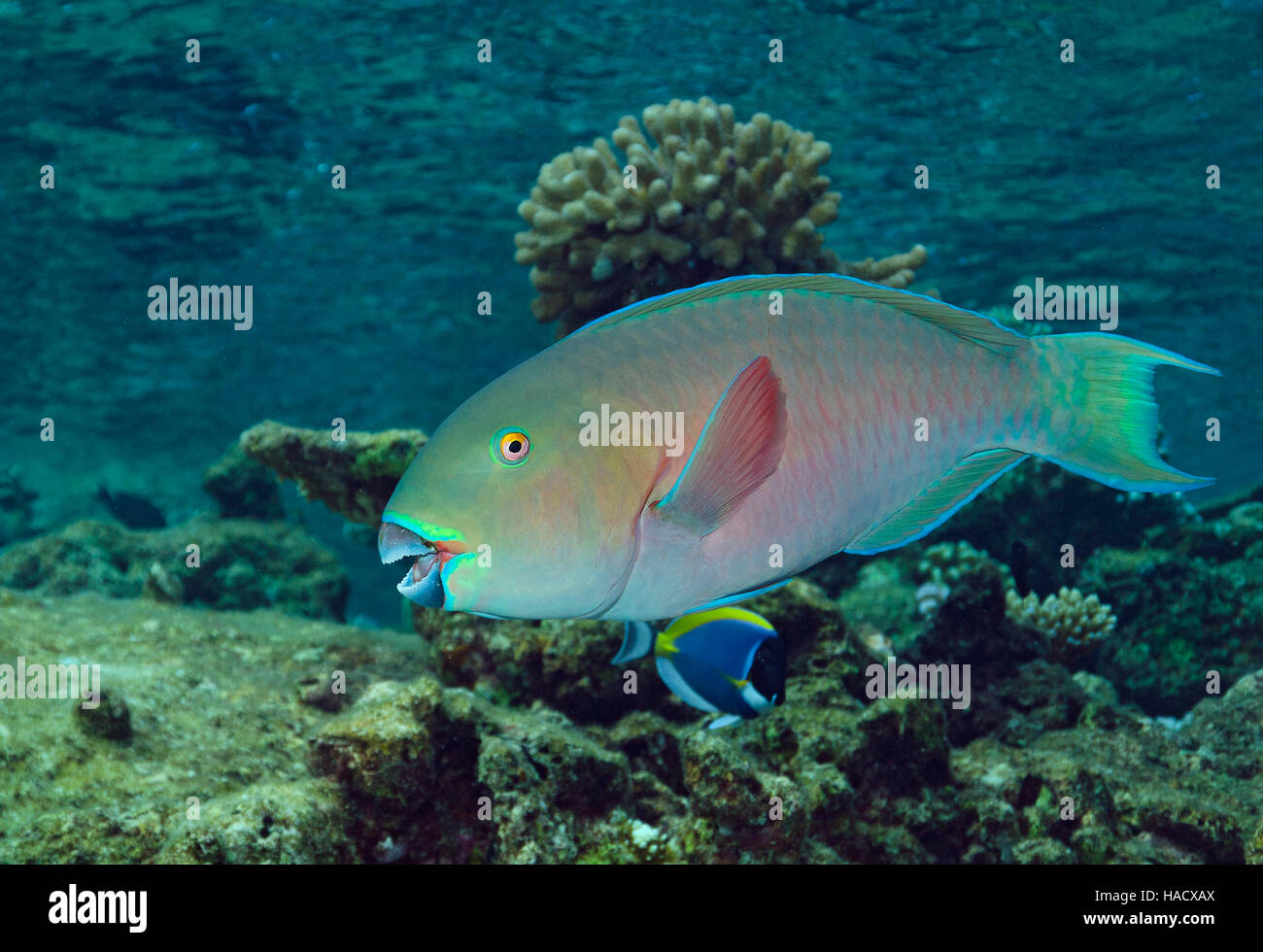 Parrot fish maldives hi-res stock photography and images - Alamy