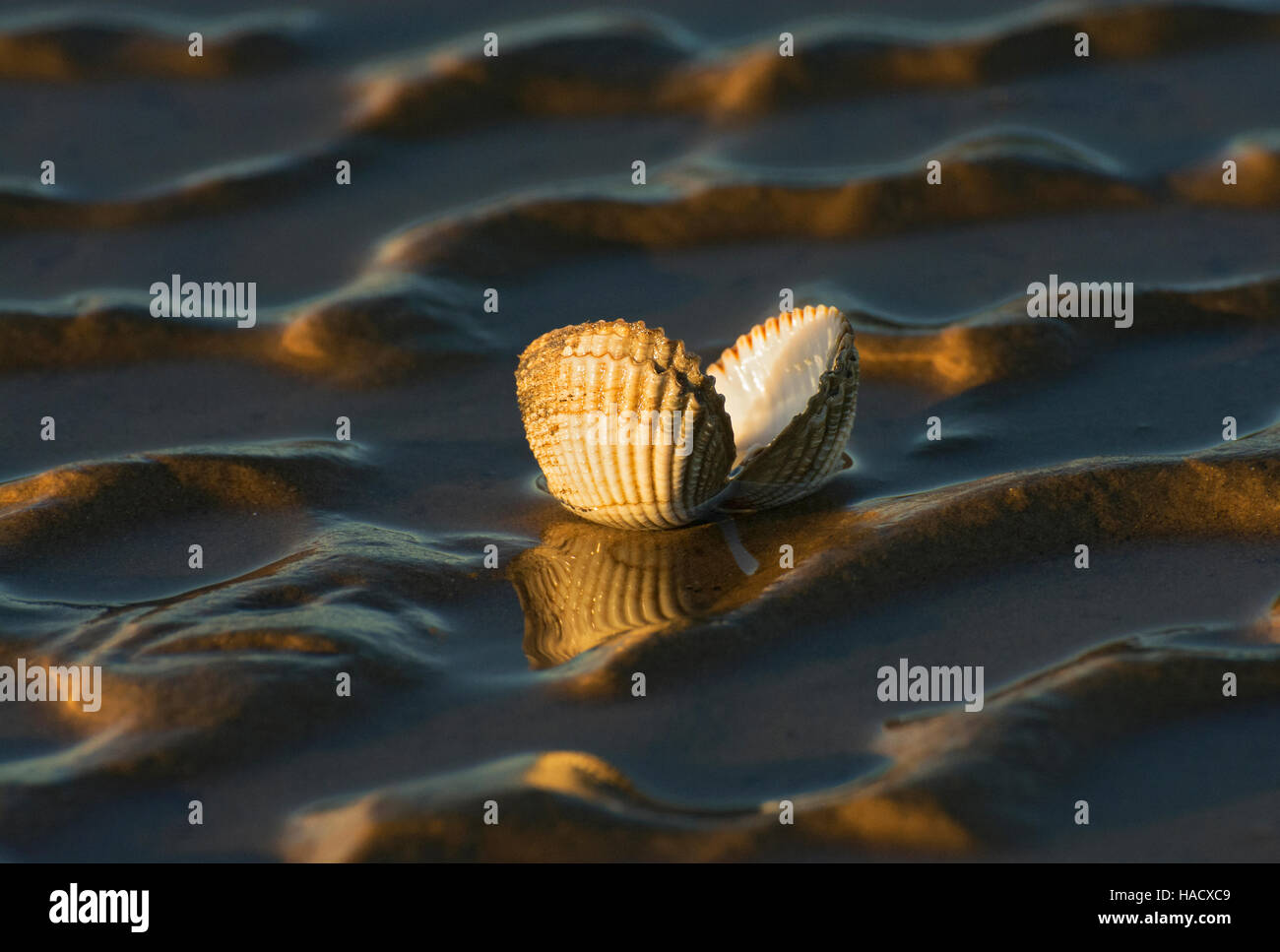 Shell on beach in last rays of sunlight, with Sand Striations ...