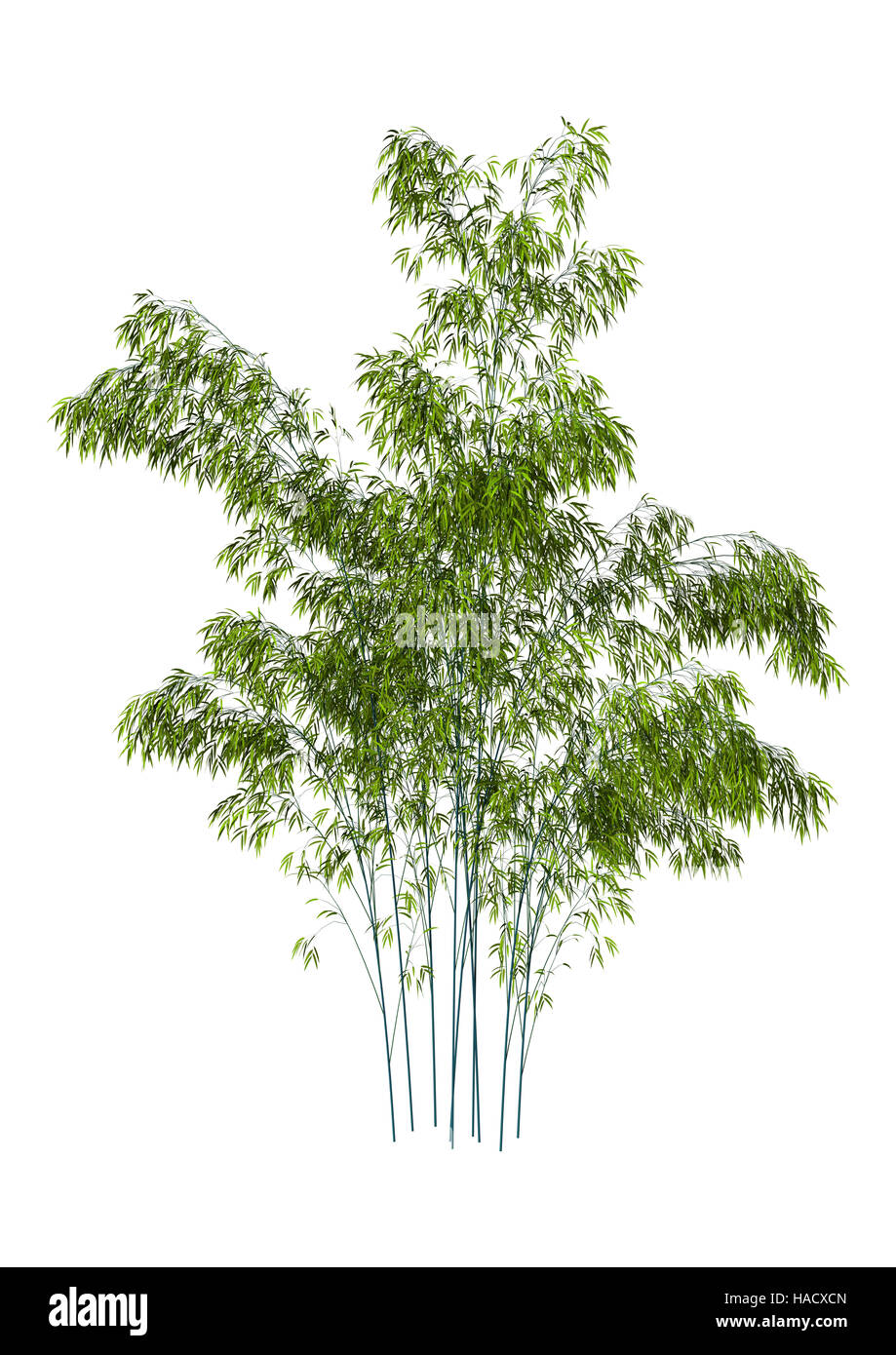 3D rendering of a green bamboo tree isolated on white background Stock ...