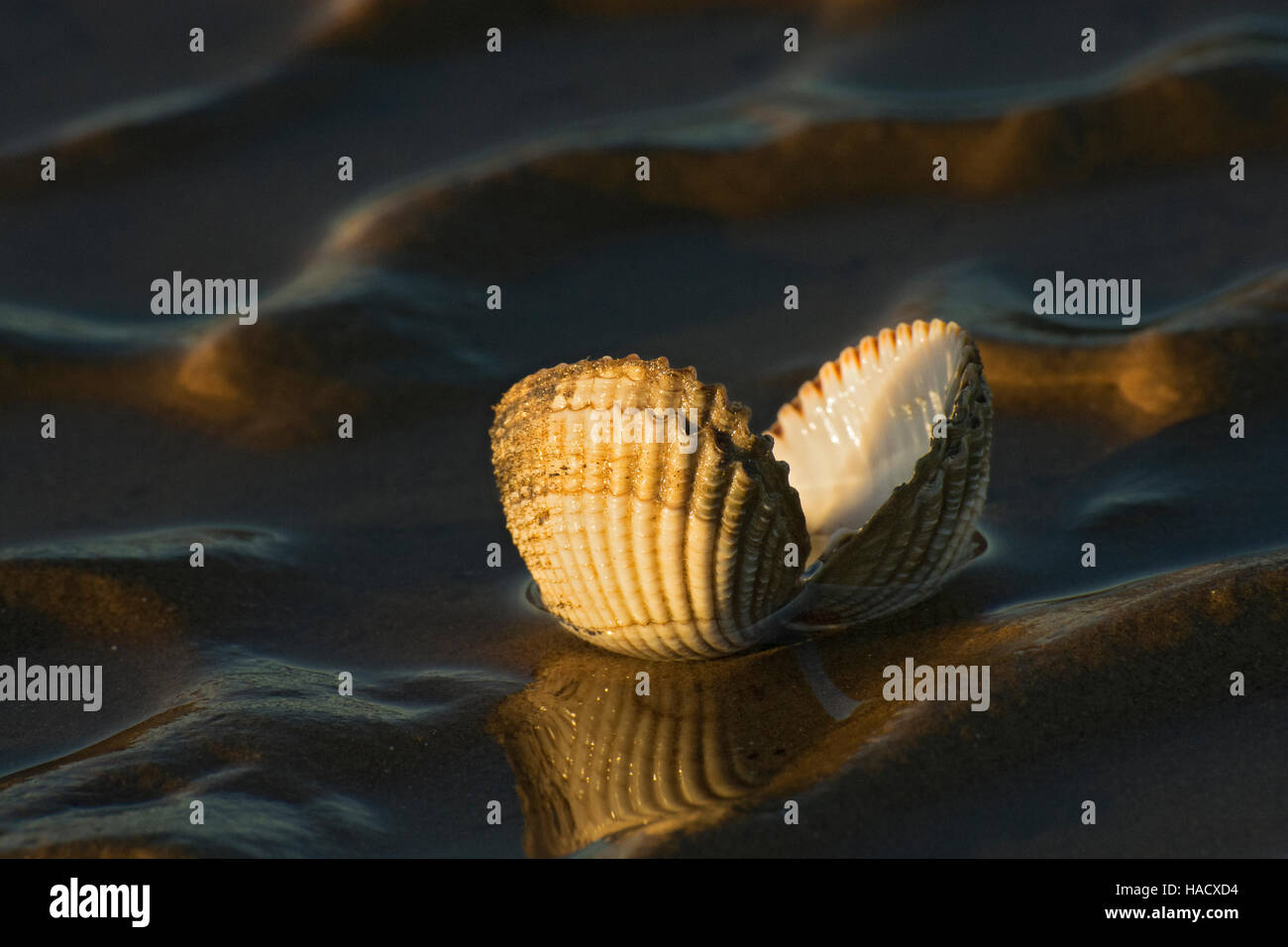 Clam shell on sand background hi-res stock photography and images - Alamy