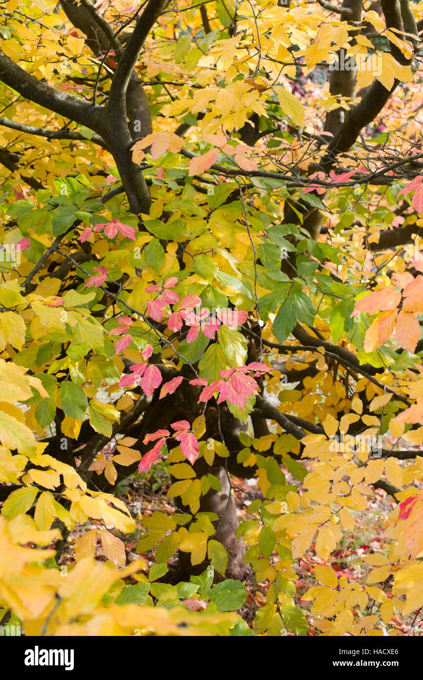 Parrotia persica tree hi-res stock photography and images - Alamy