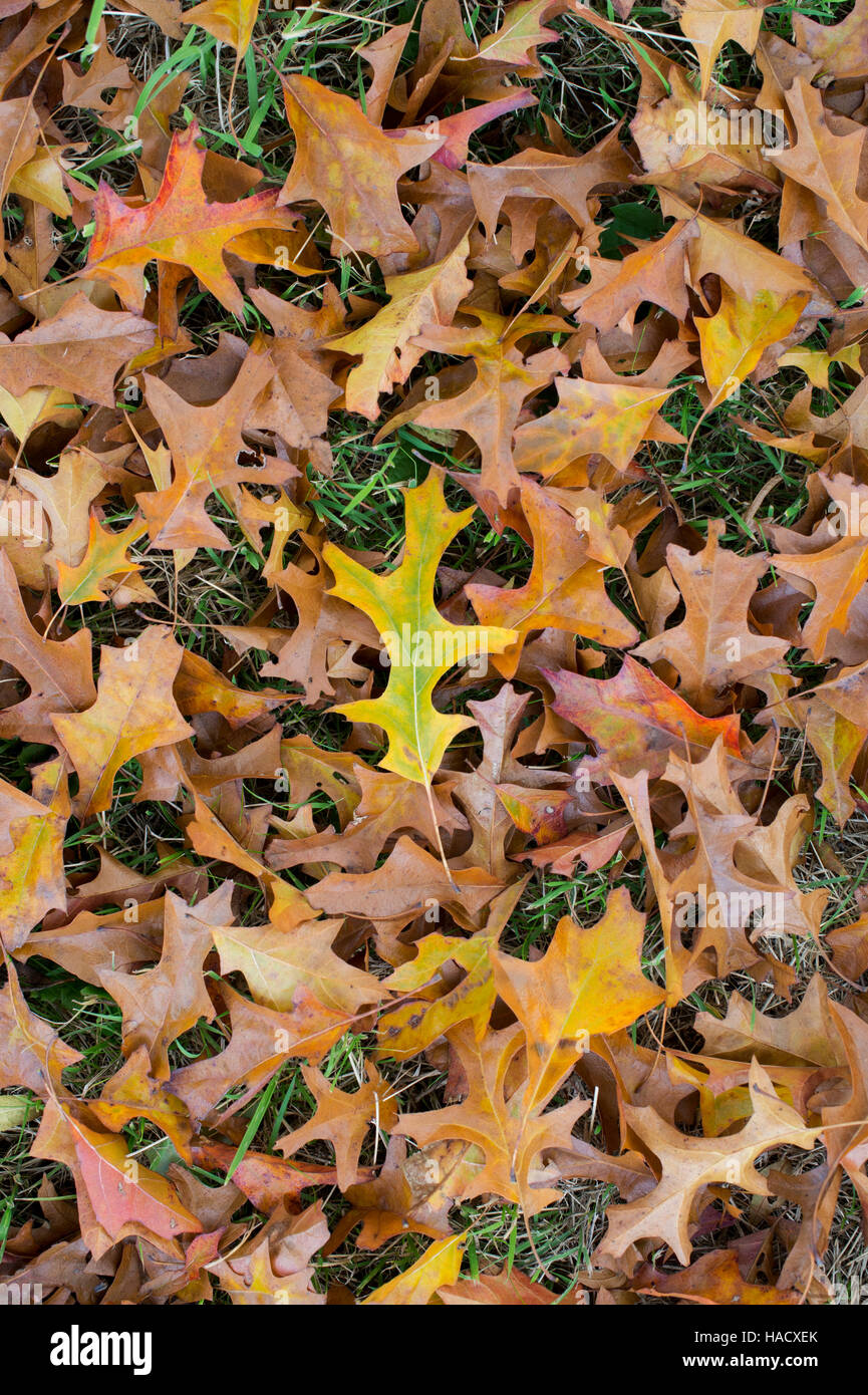 Quercus ellipsoidalis Hemelrijk. Fallen Northern pin oak leaves in ...