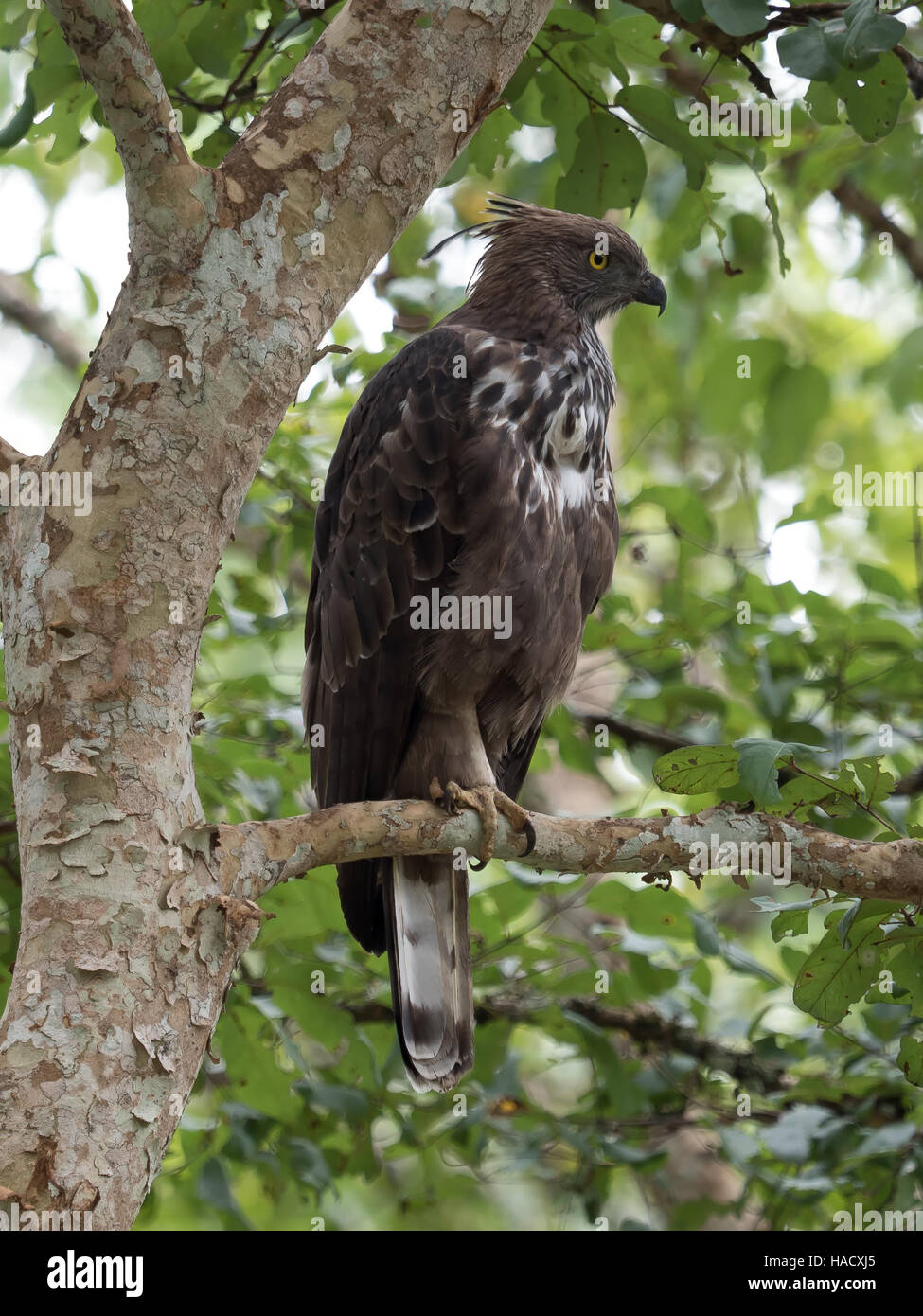 Changeable hawk eagle in the jungle Stock Photo - Alamy
