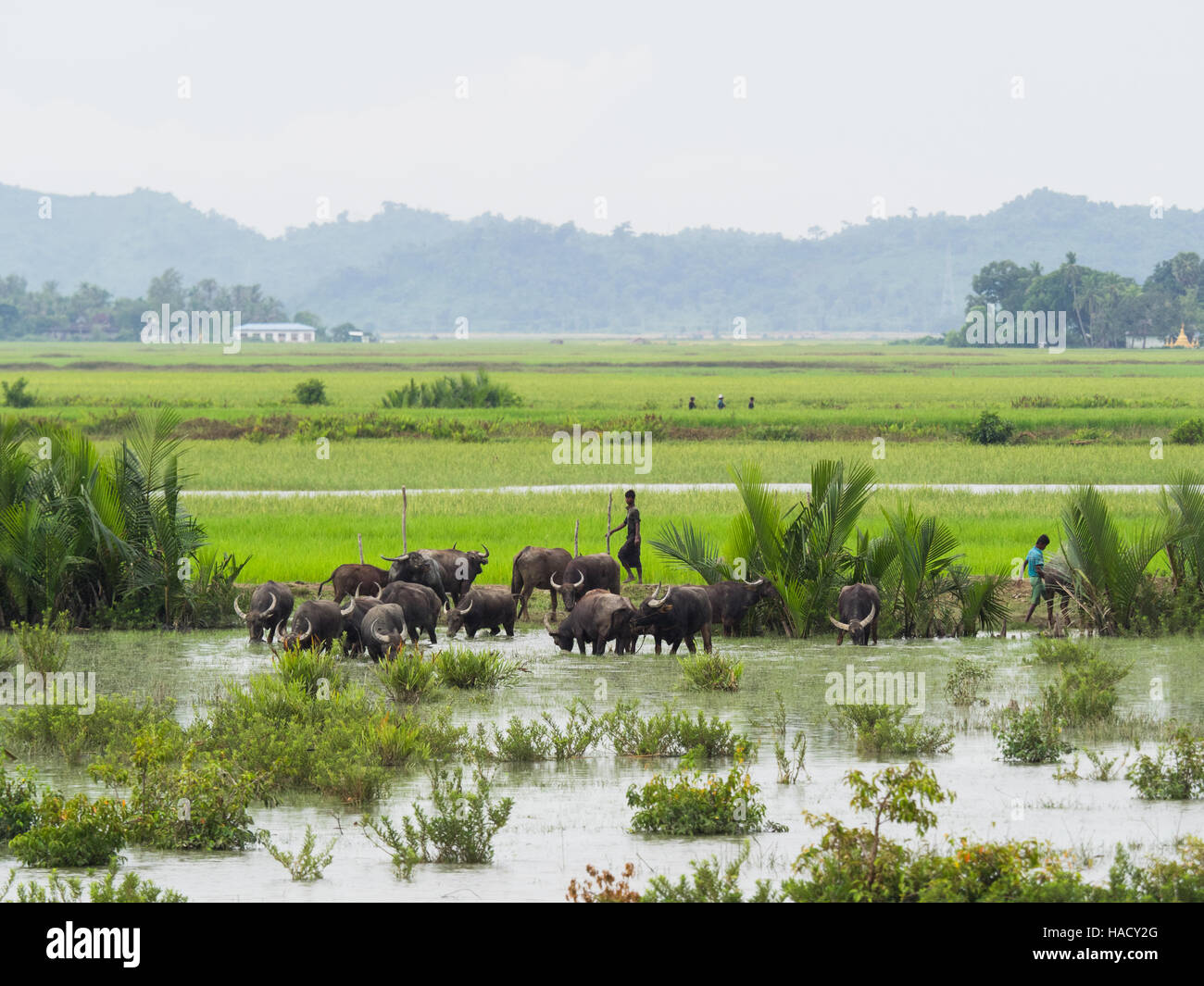 Rakhine State Arakan High Resolution Stock Photography and Images - Alamy