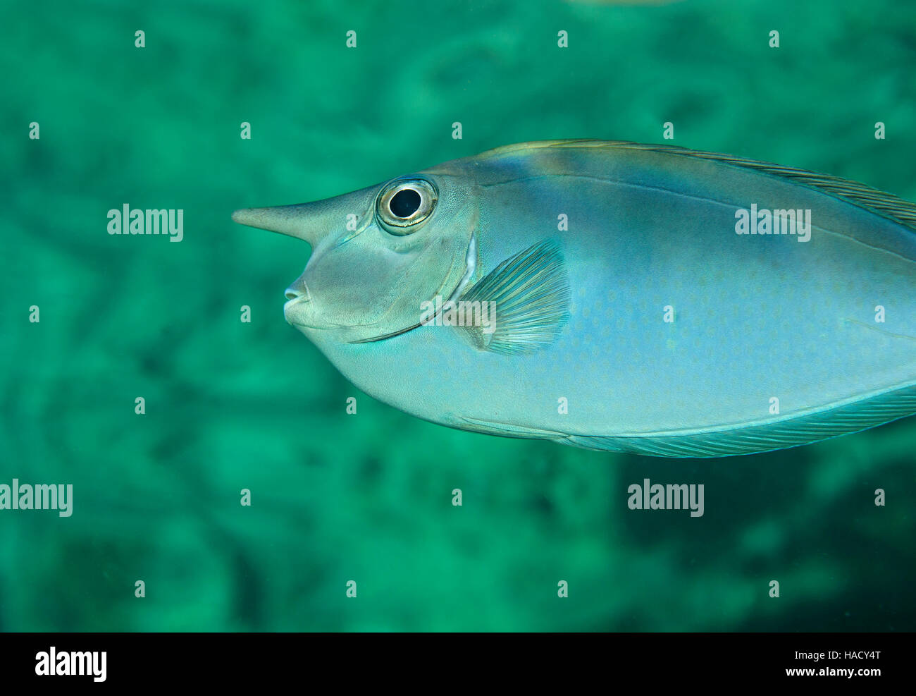 Whitemargin hi-res stock photography and images - Alamy