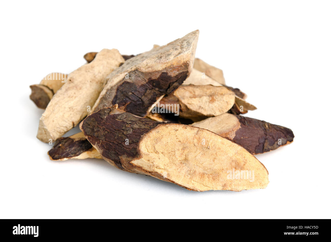 Trigonostemon reidioides Kurz Craib (also named as herb oldtang red, or ...