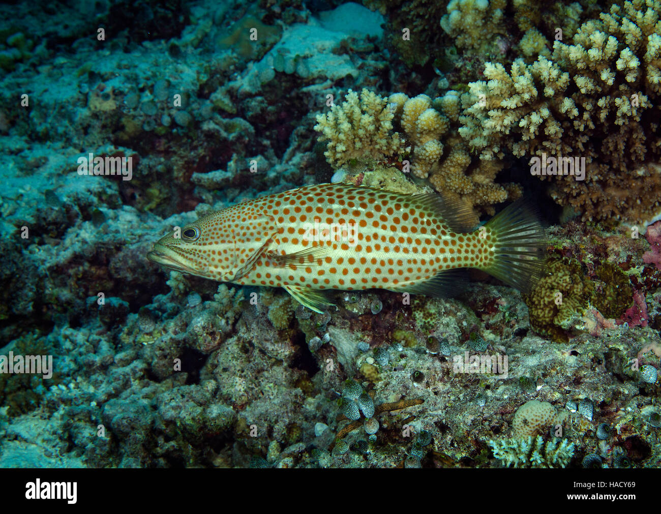 A Whitelined Rockcod, also known as a Slender Grouper, Anyperodon ...