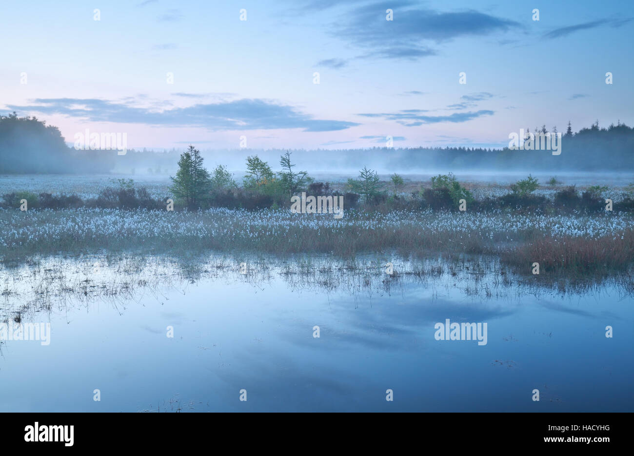 Swamp water spring hi-res stock photography and images - Alamy