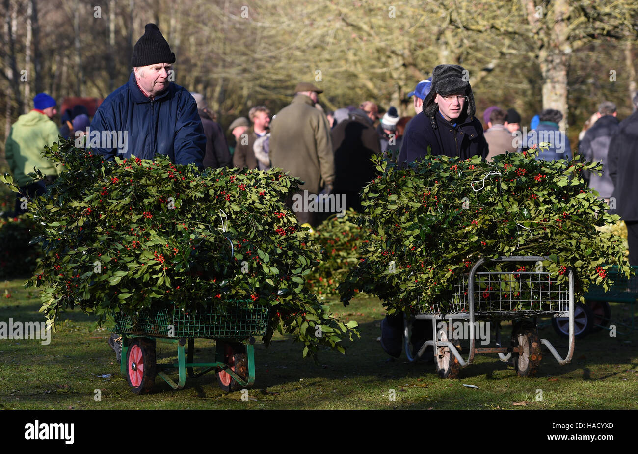 Men wheel away their purchases of holly during the annual mistletoe and ...