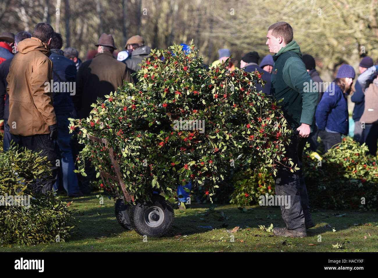 A trailer full of holly during the annual mistletoe and holly auction ...