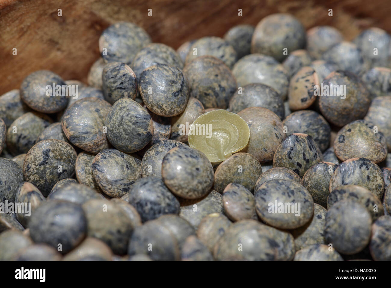 Graines de lentilles hi-res stock photography and images - Alamy