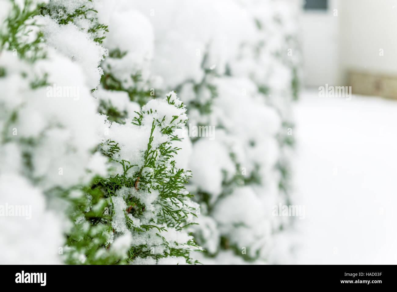 The frozen droplets of ice on pine needles Stock Photo - Alamy