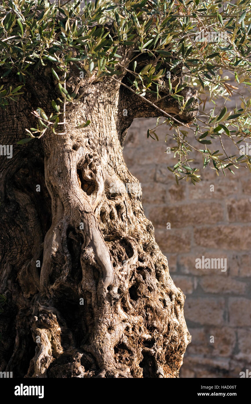 Old olive tree hi-res stock photography and images - Alamy