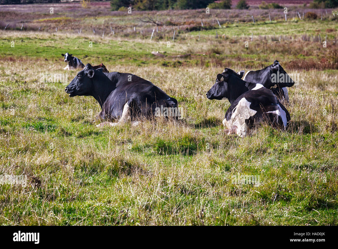 Dairy cattle laying down in a field in rural America Stock Photo - Alamy