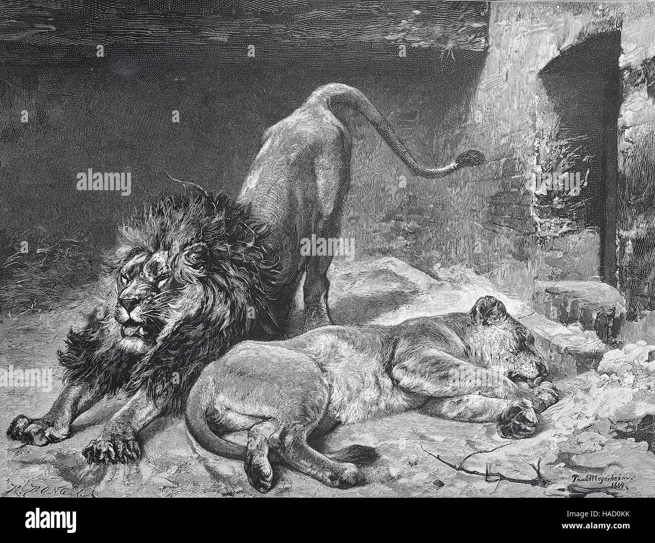 Lions, lions in the zoo, illustration published in 1880 Stock Photo - Alamy