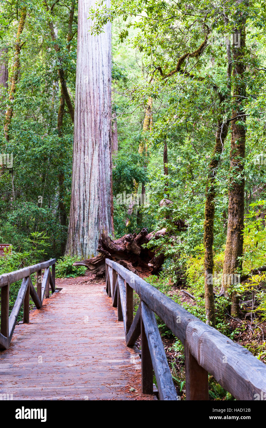 Giant sequoia, coast redwood, coastal redwood, California redwood ...