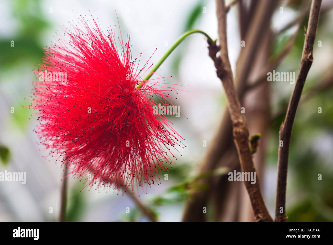 Red Calliandra tergemina emarginata. Powder puff Plant or Fairy Duster ...