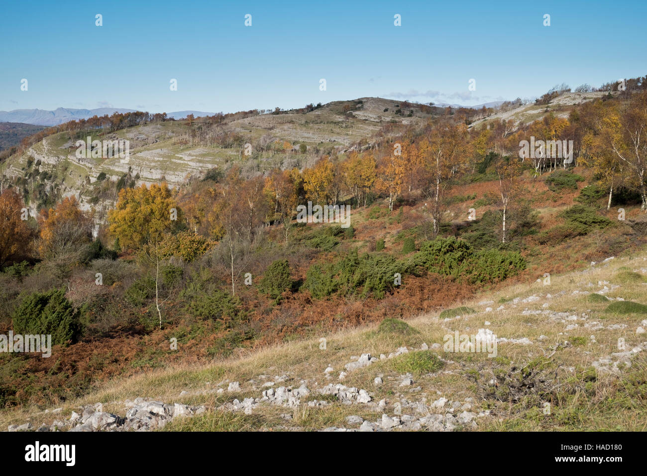 Whitbarrow limestone scar in the Lake District, Cumbria Stock Photo - Alamy