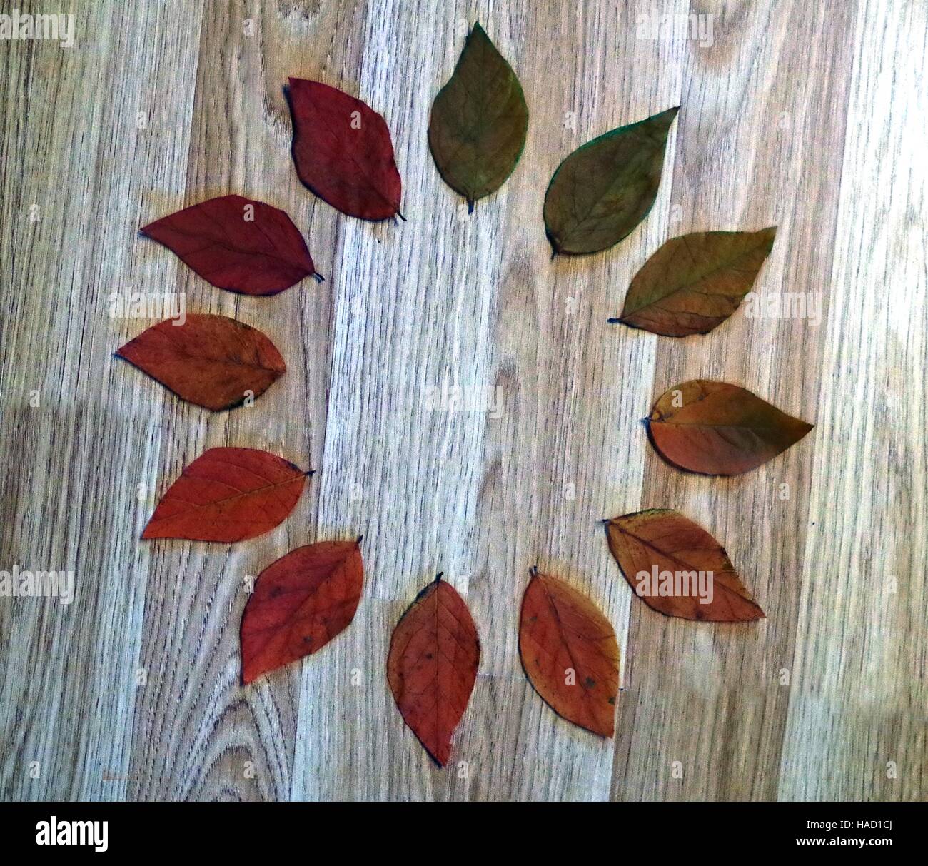 Life cycle of leaf hi-res stock photography and images - Alamy