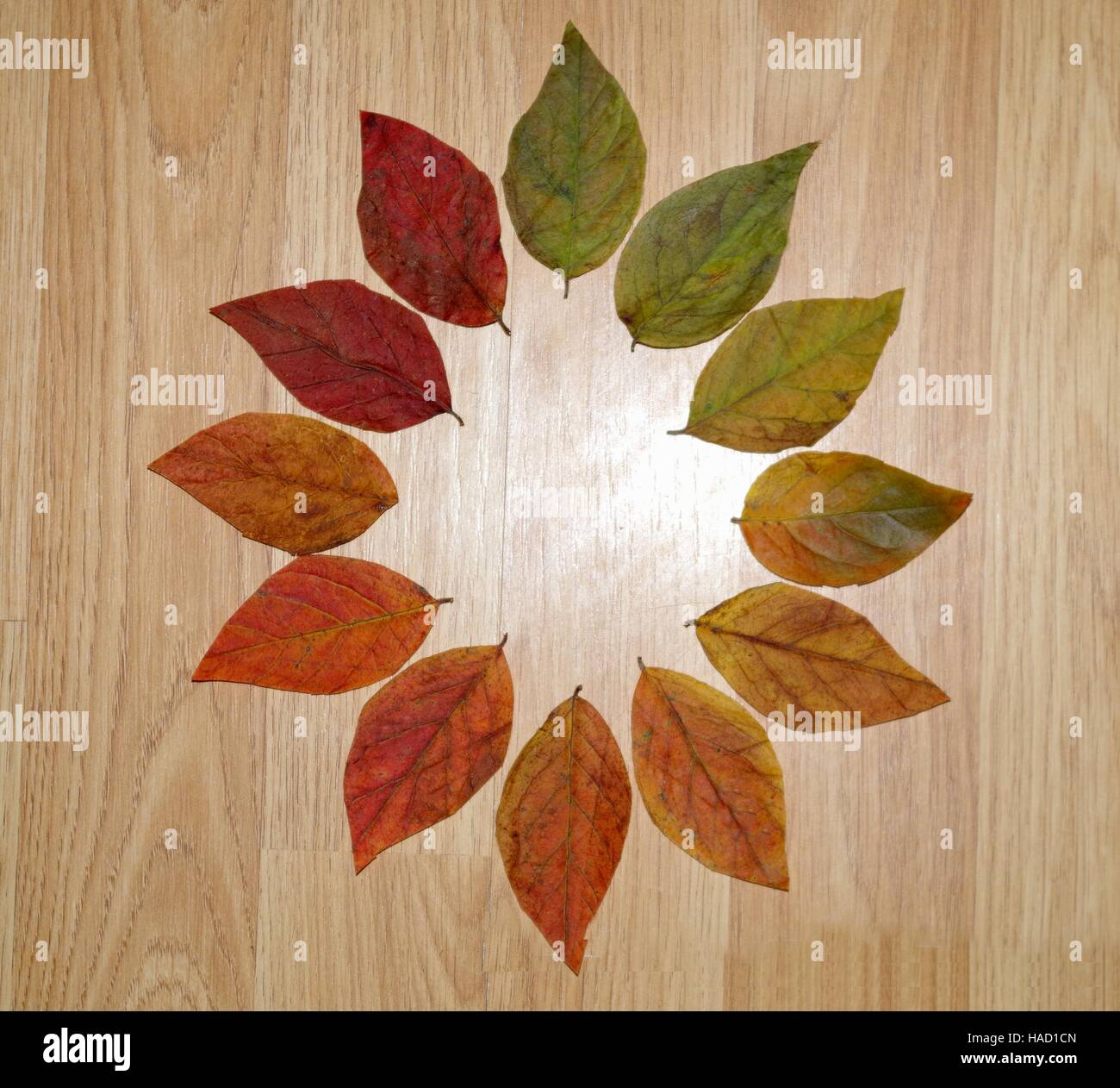 Cycle of Leaf Stock Photo - Alamy