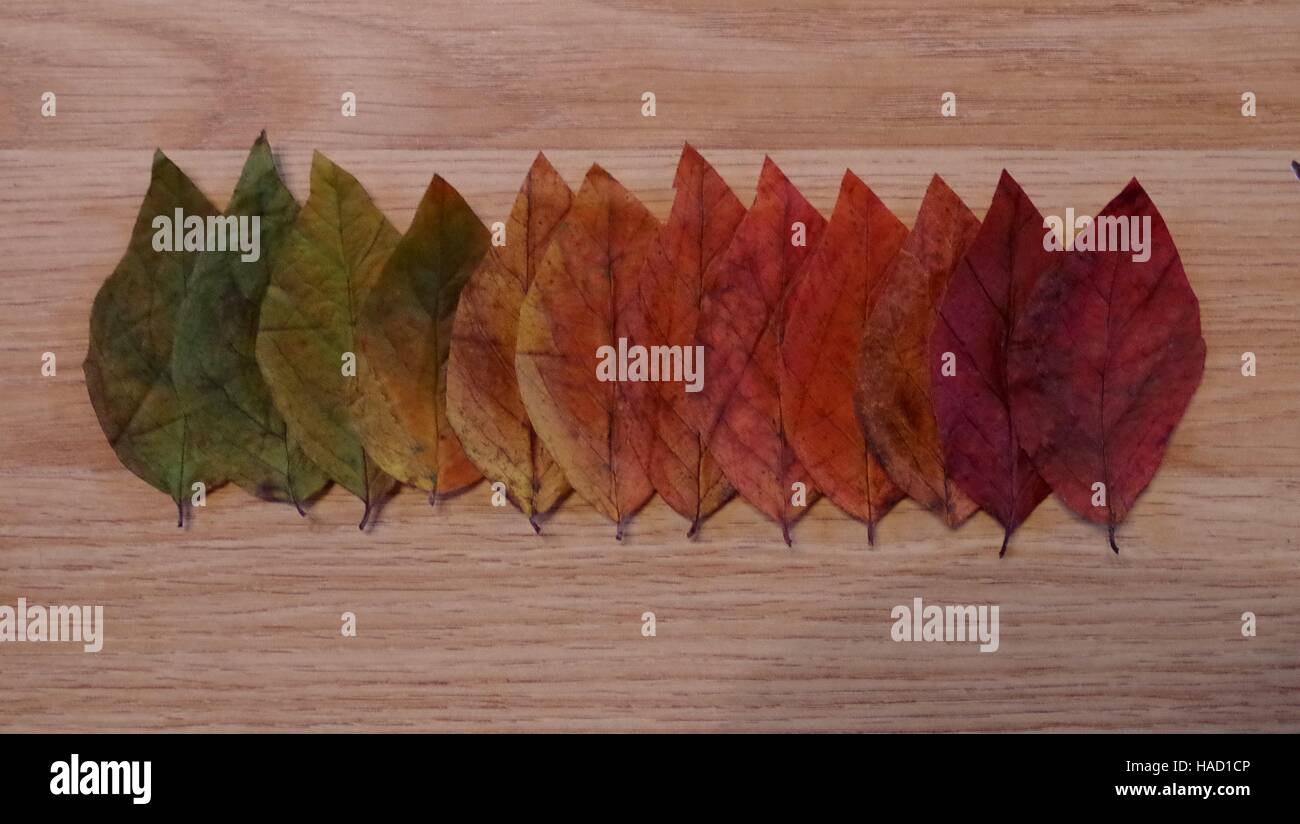 Cycle of leaf autunm leafs laid out color change Stock Photo - Alamy
