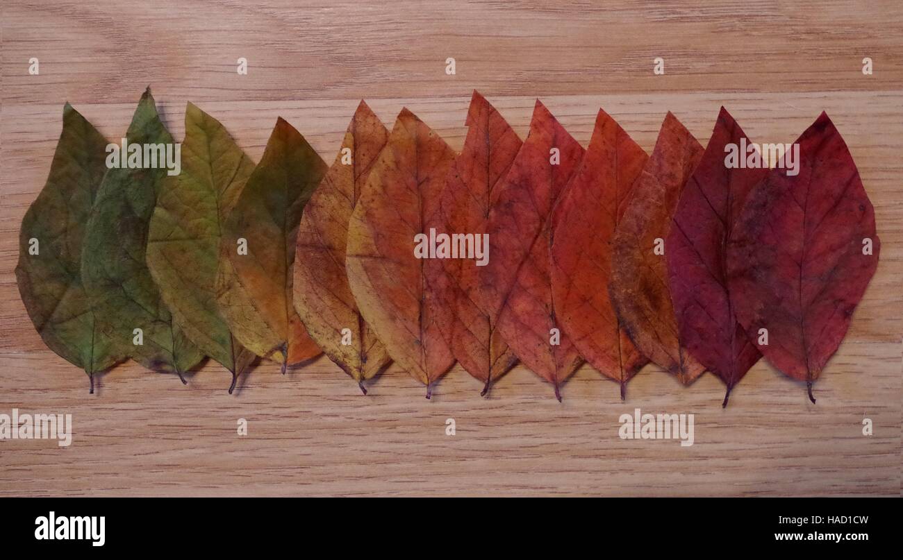 Seasonal cycle hi-res stock photography and images - Alamy