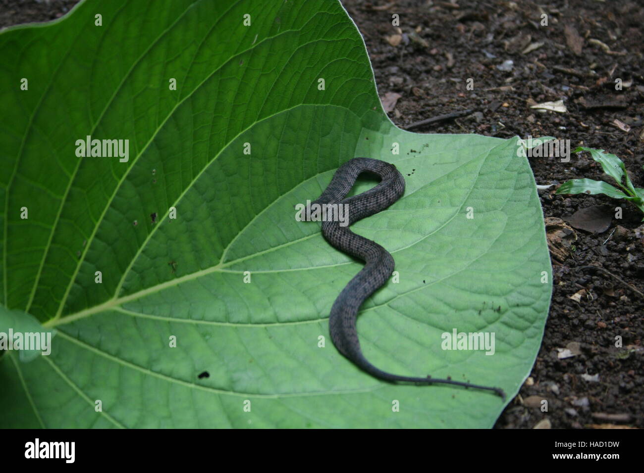 Jungle snake hi-res stock photography and images - Alamy