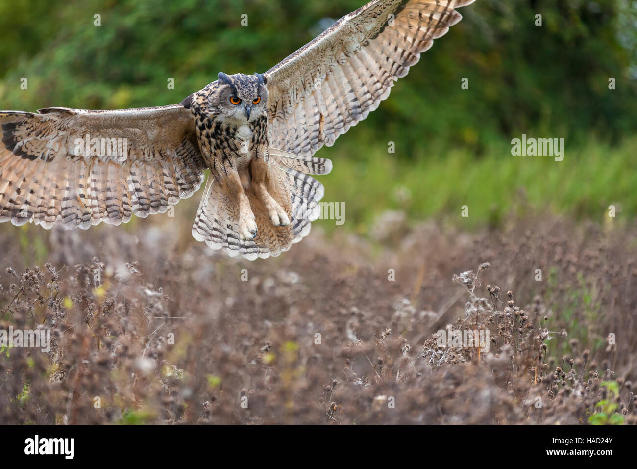 European or Eurasian Eagle Owl, Bubo Bubo, wings spread in flight Stock ...
