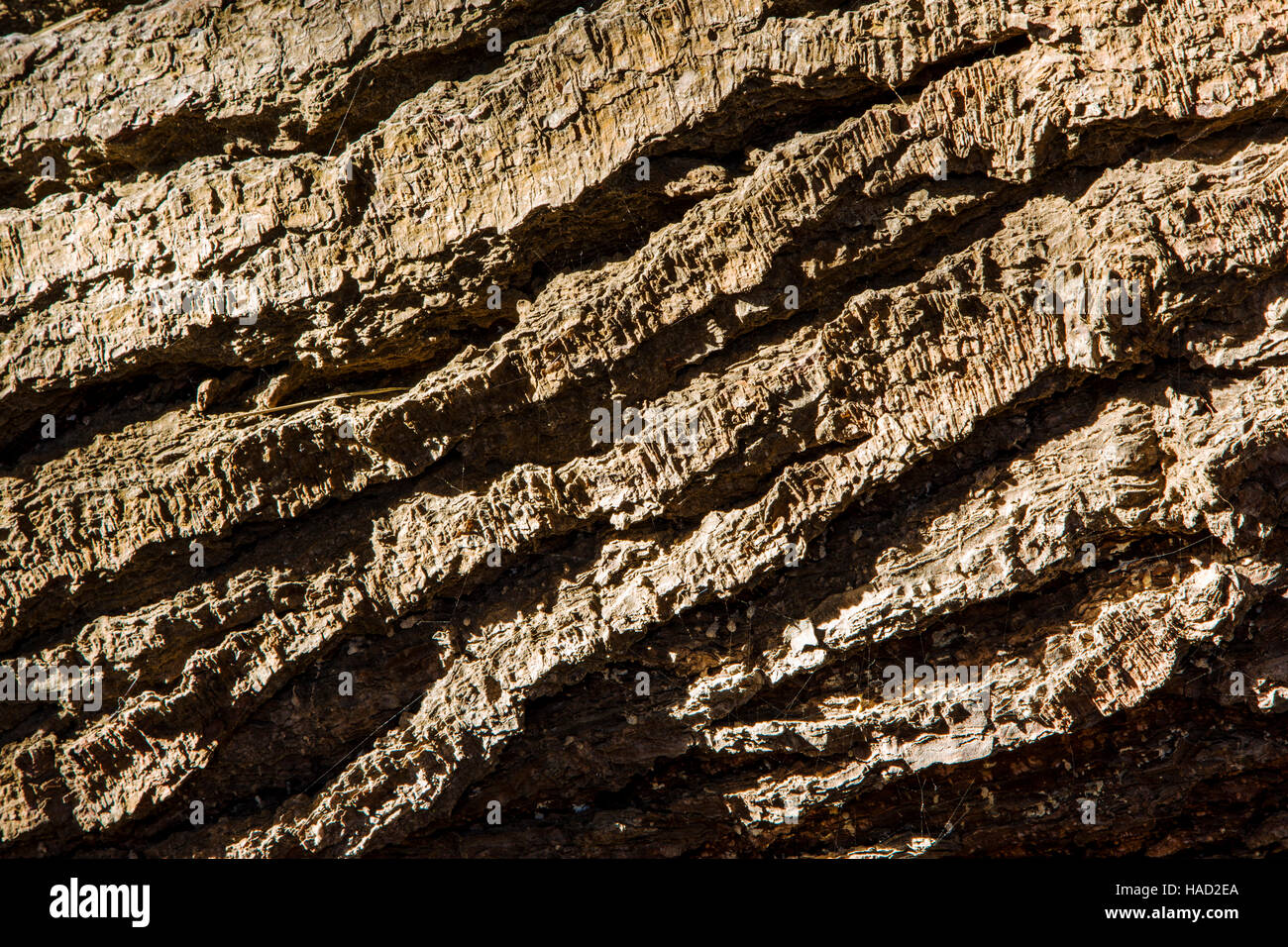 Macrocarpa tree hi-res stock photography and images - Alamy