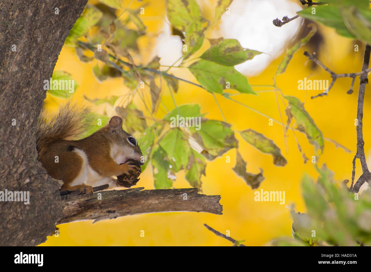 American red squirrel hi-res stock photography and images - Alamy