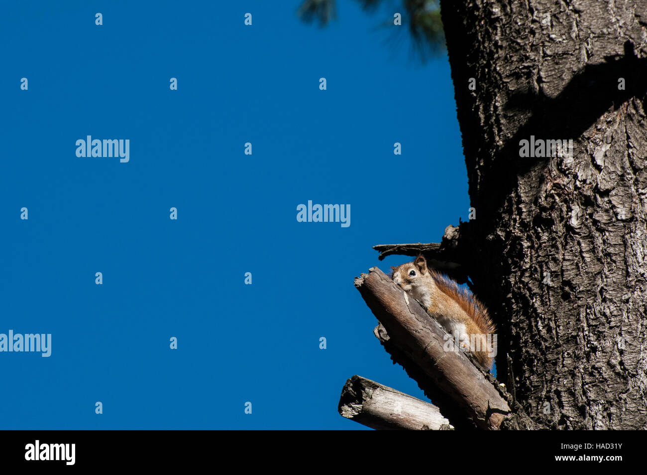 Vadnais Heights, Minnesota. John H. Allison forest. American Red ...